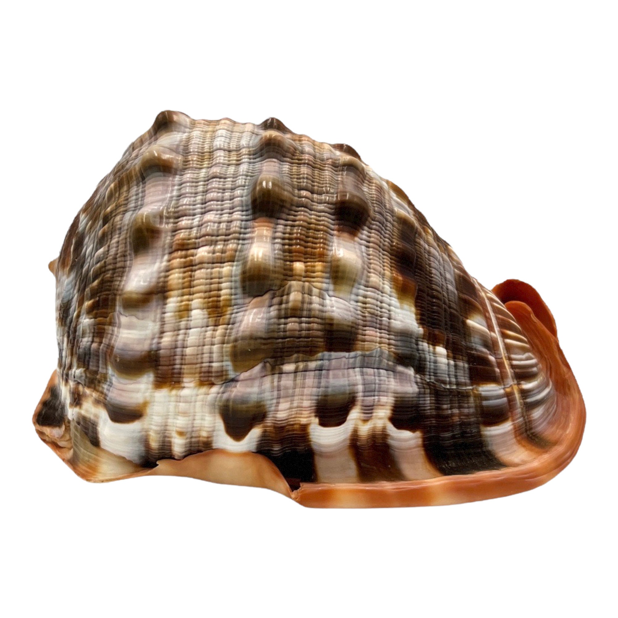 Bullmouth Helmet Shell 5.5 Cypraecassis Rufa, Red Helmet Shell, Cameo ...
