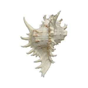 Ramose Murex Conch Shell (9") Natural Chicoreus Ramosus, Beach Wedding ...