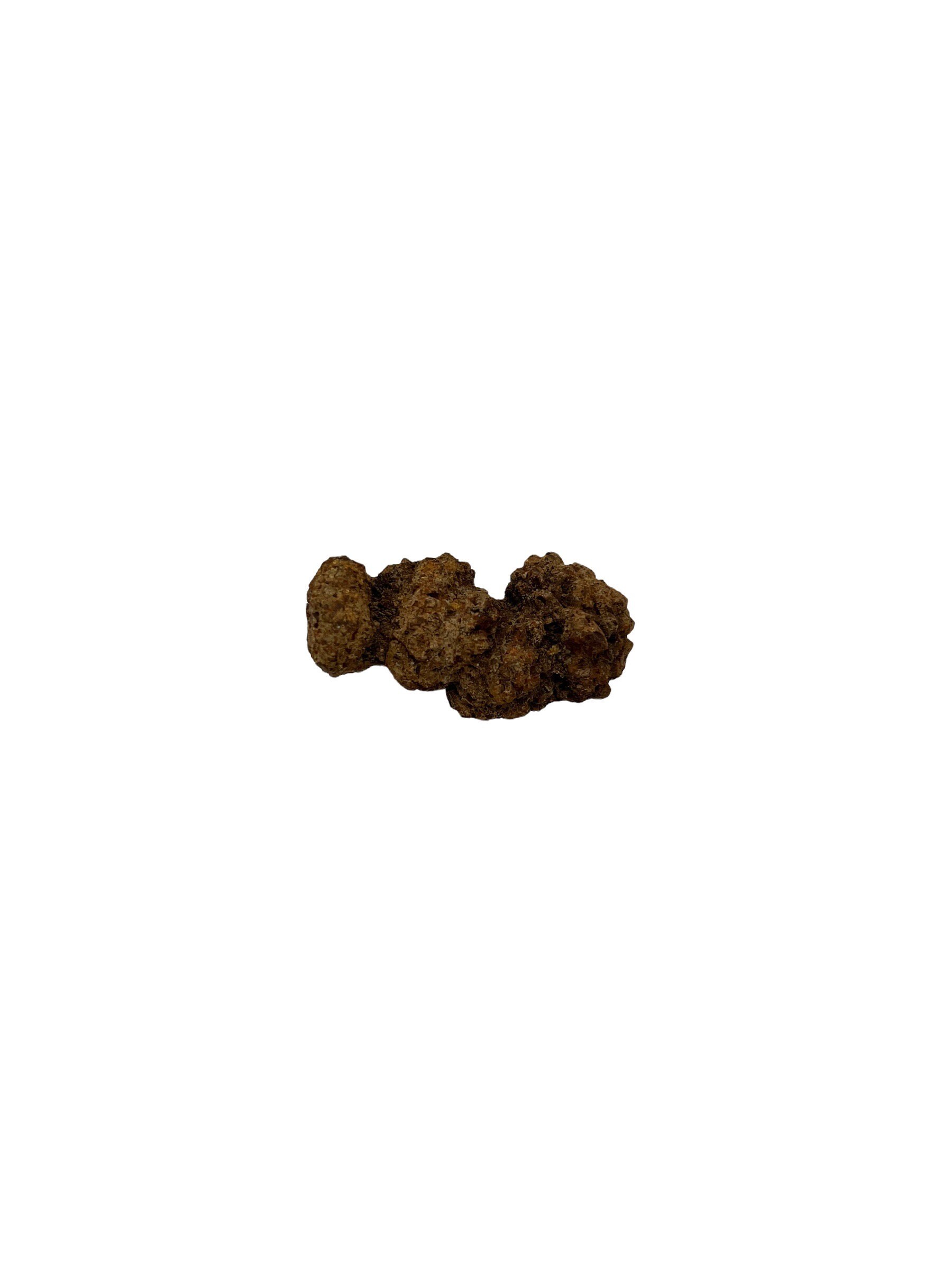 Coprolite, 2-3 Fossilized Poop, Dung Stone, Prehistoric Poop 70 Million ...