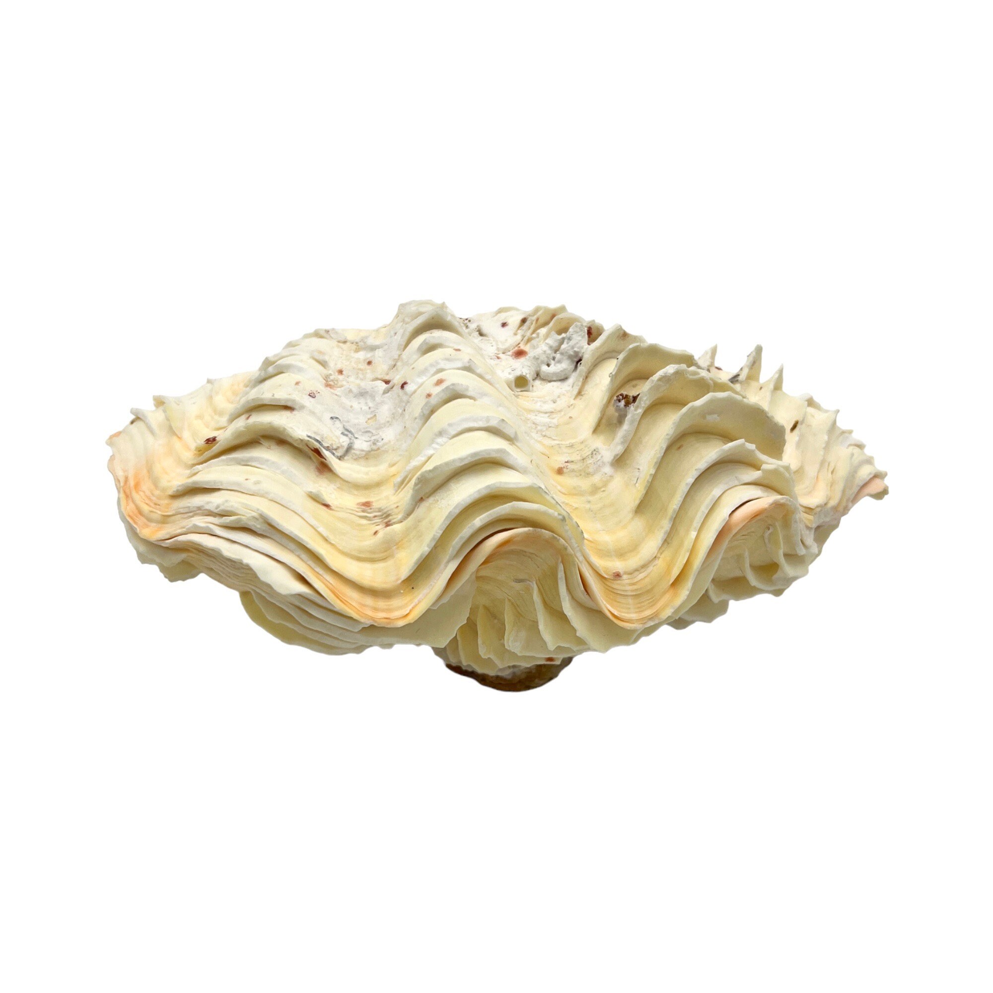 Derasa Clam Shell Pair 7.5 Rare, Vintage, Beach/wedding/nautical Decor ...