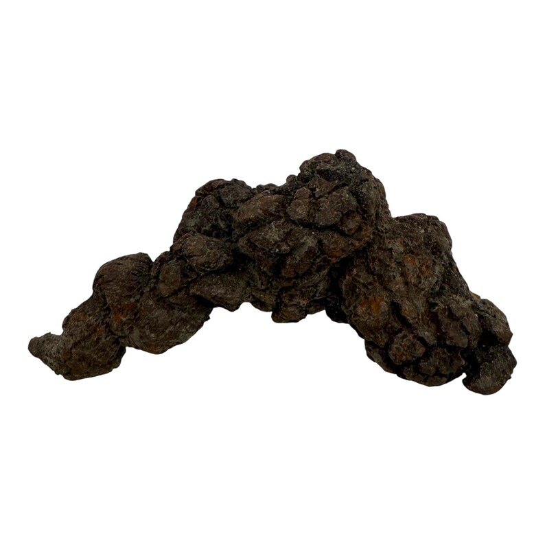 Coprolite, XL Fossilized Poop, Dung Stone, Prehistoric Poop (70 Million ...