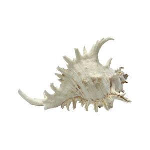 Ramose Murex Conch Shell (9") Natural Chicoreus Ramosus, Beach Wedding ...