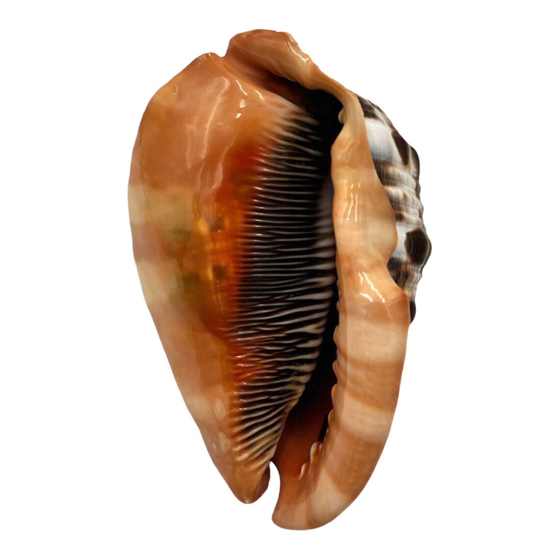 Bullmouth Helmet Shell 5.5 Cypraecassis Rufa, Red Helmet Shell, Cameo ...