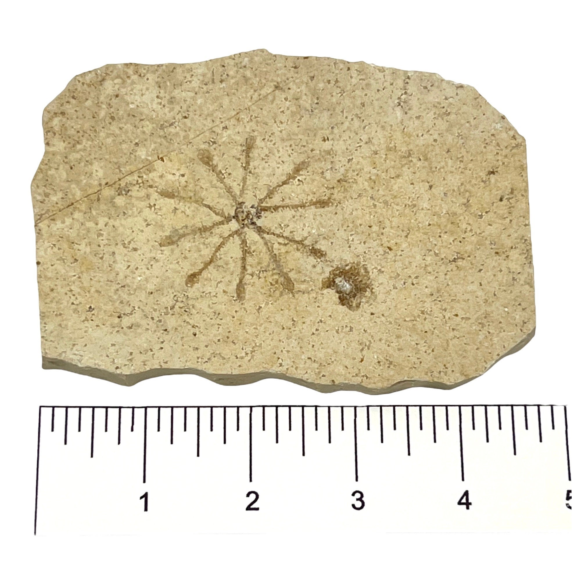 Floating Crinoid Saccocoma Fossil Plate 4.75 X - Etsy