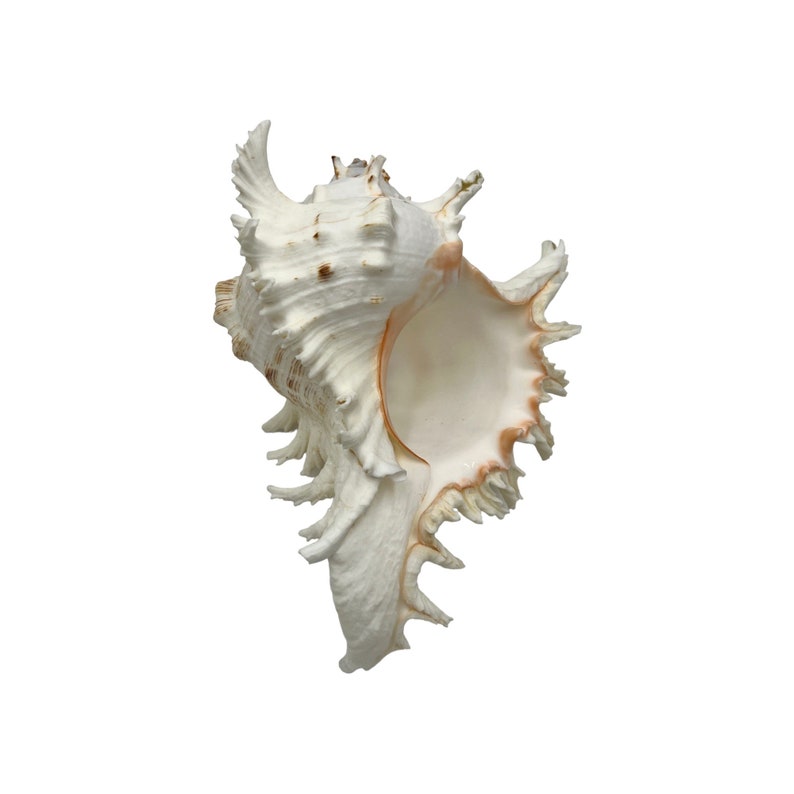 Ramose Murex Conch Shell (9") Natural Chicoreus Ramosus, Beach Wedding ...