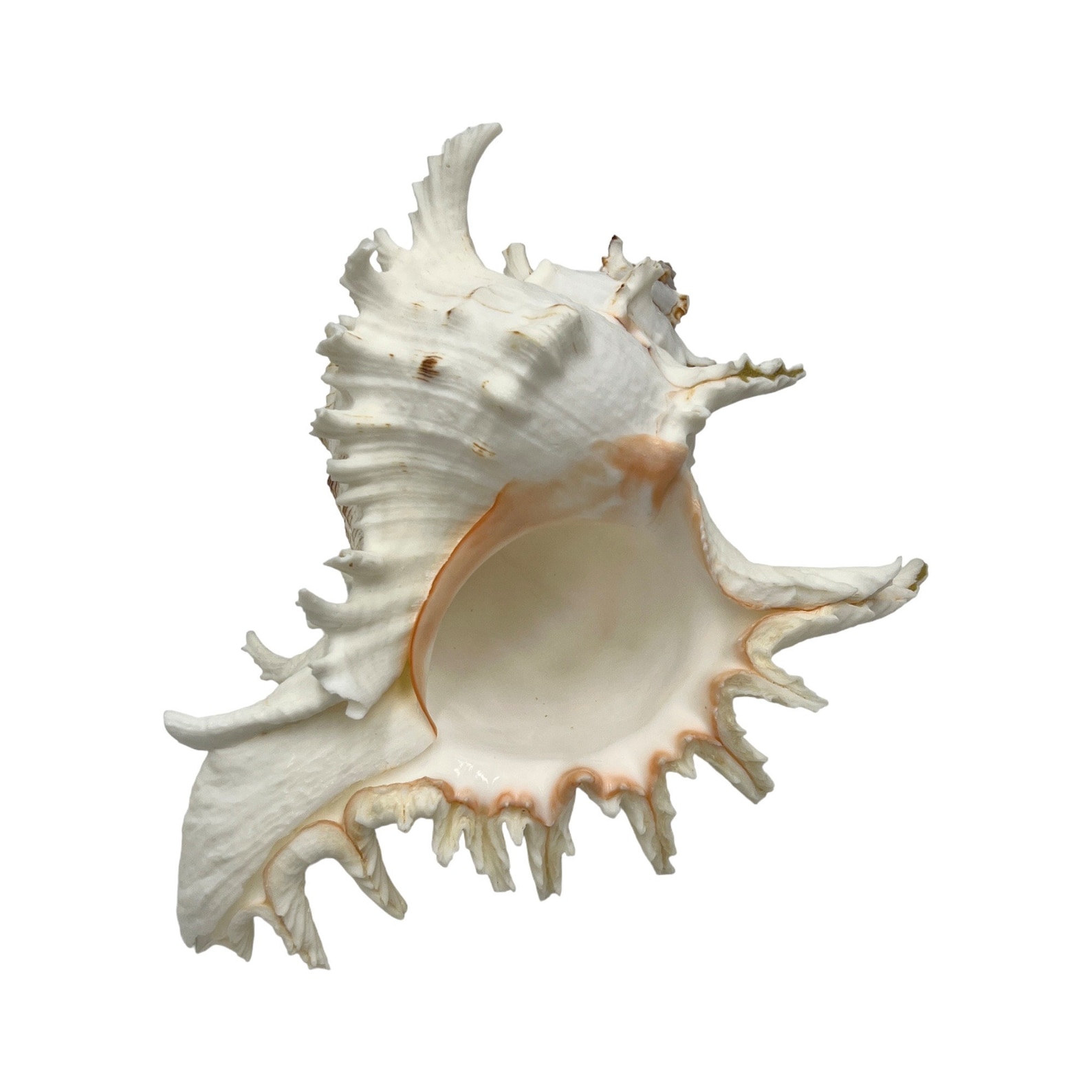 Ramose Murex Conch Shell (9") Natural Chicoreus Ramosus, Beach Wedding ...