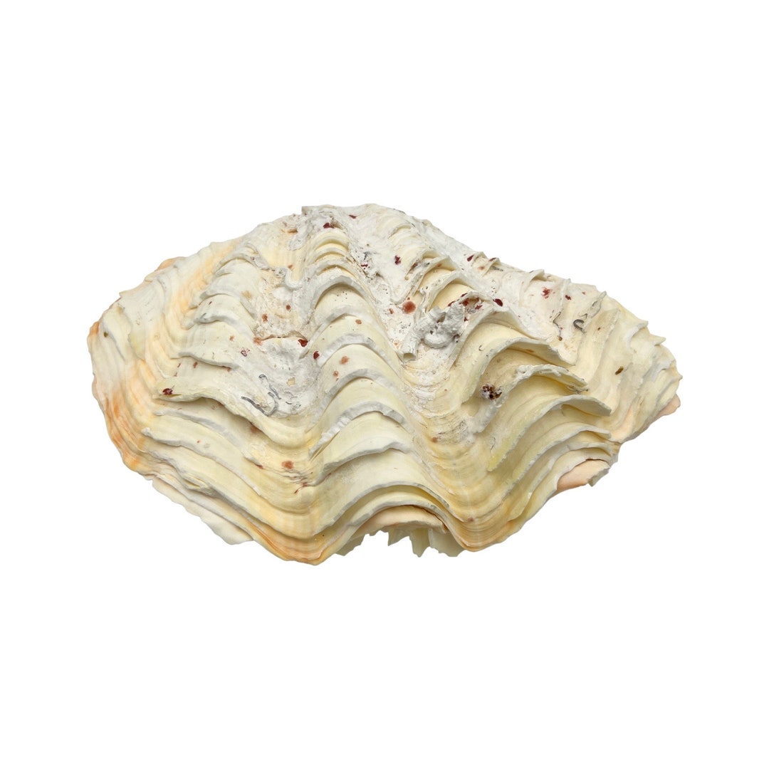 Derasa Clam Shell Pair 7.5 Rare, Vintage, Beach/wedding/nautical Decor ...