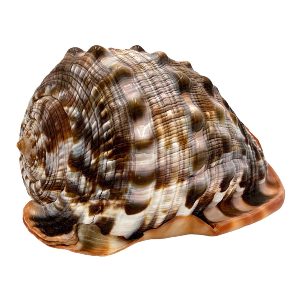 Bullmouth Helmet Shell 5.5 Cypraecassis Rufa, Red Helmet Shell, Cameo ...