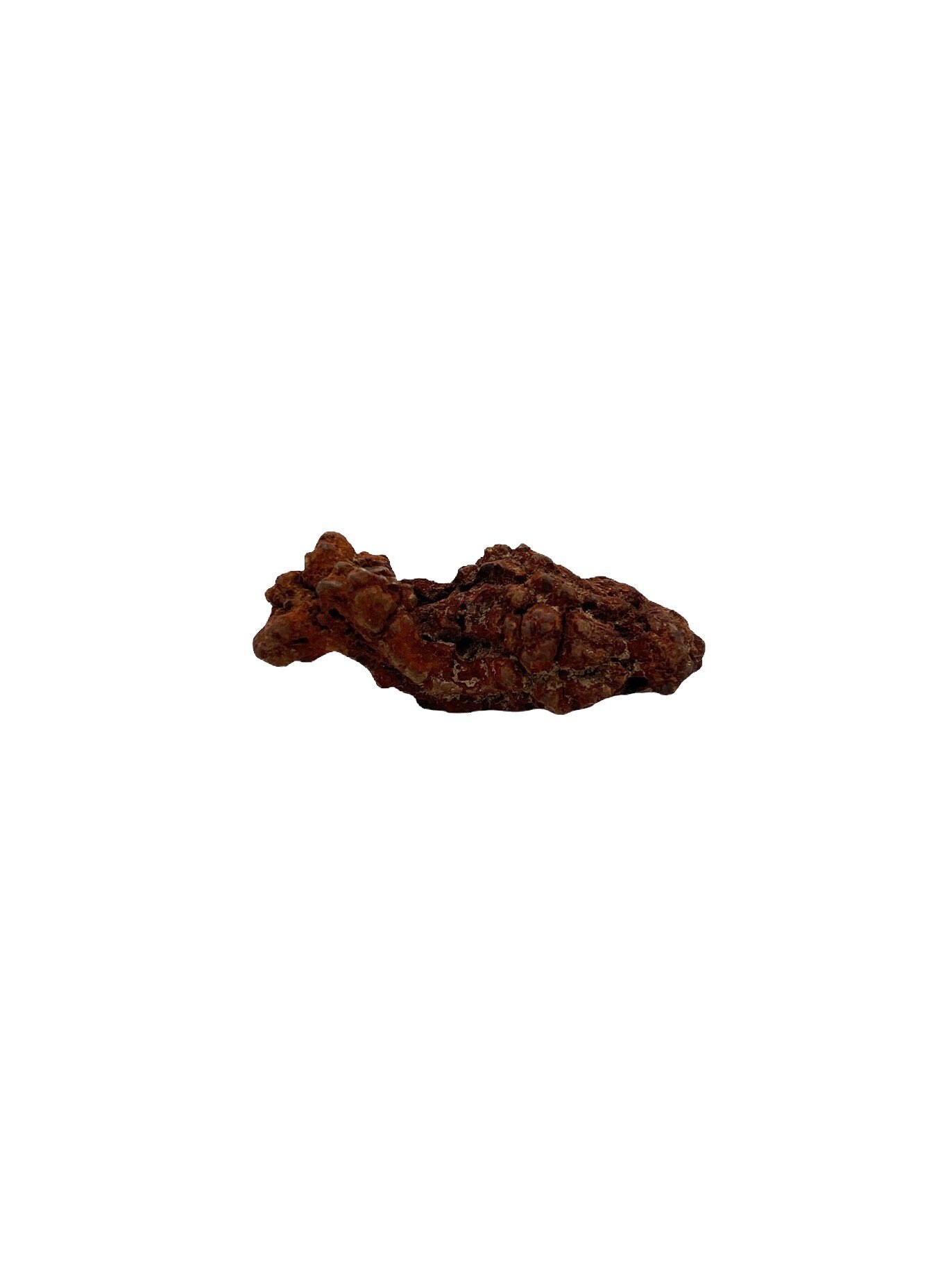 Coprolite, 2-3 Fossilized Poop, Dung Stone, Prehistoric Poop 70 Million ...