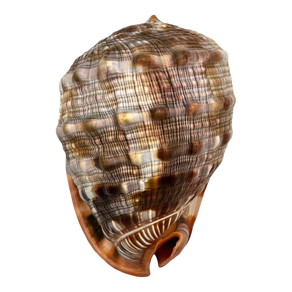 Bullmouth Helmet Shell 5.5 Cypraecassis Rufa, Red Helmet Shell, Cameo ...