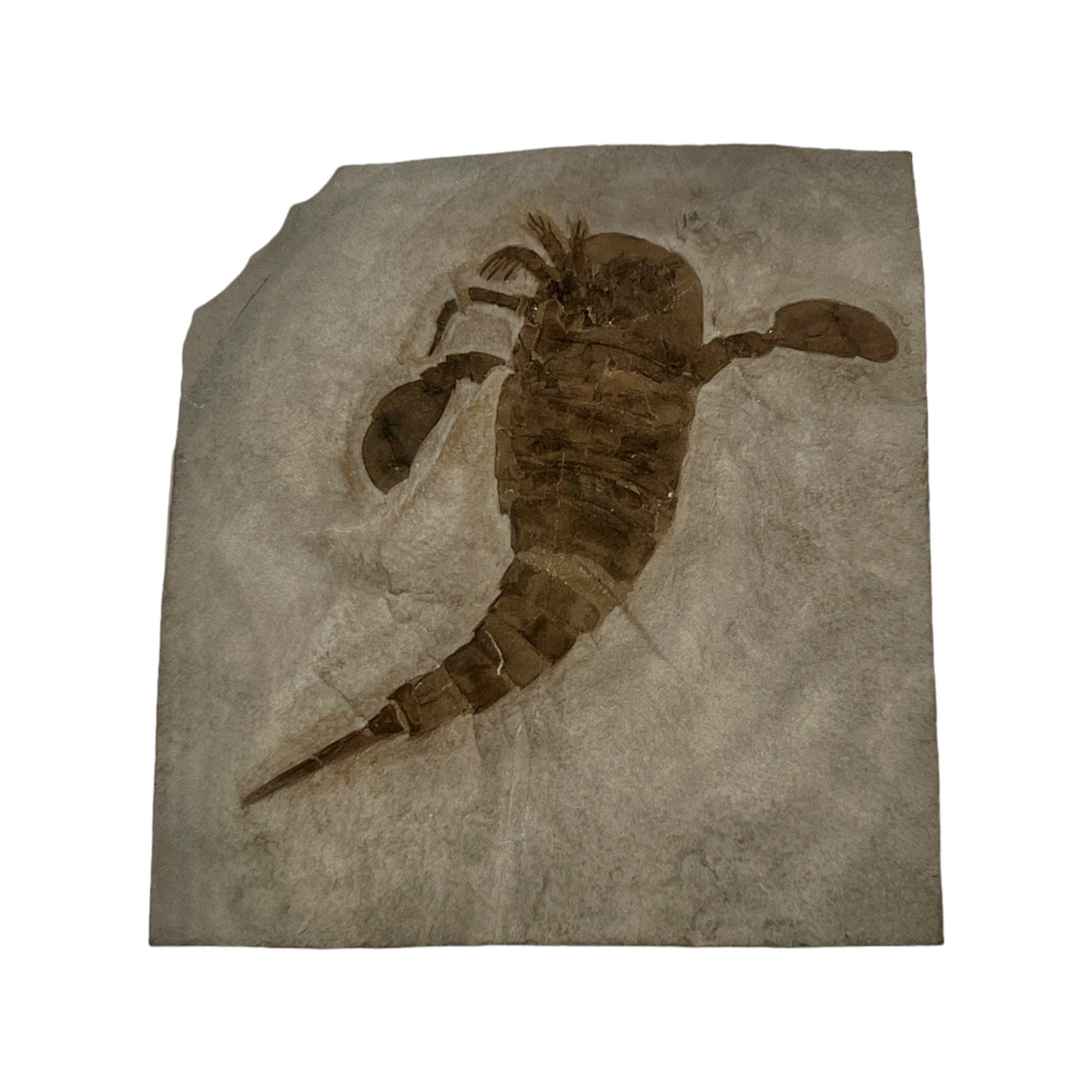 Giant Sea Scorpion Fossil