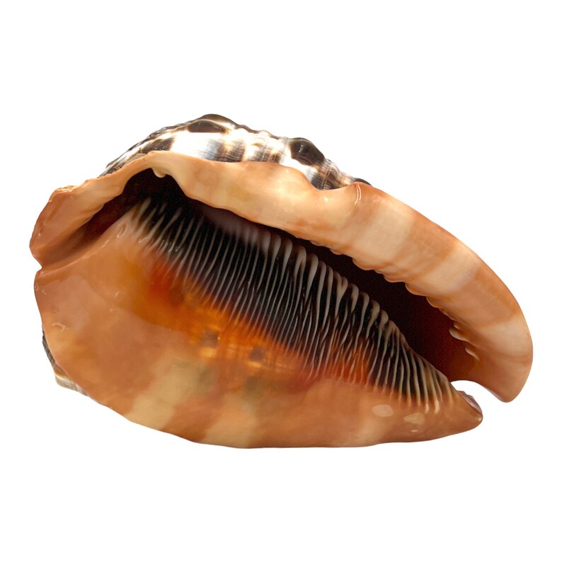 Bullmouth Helmet Shell 5.5 Cypraecassis Rufa, Red Helmet Shell, Cameo ...