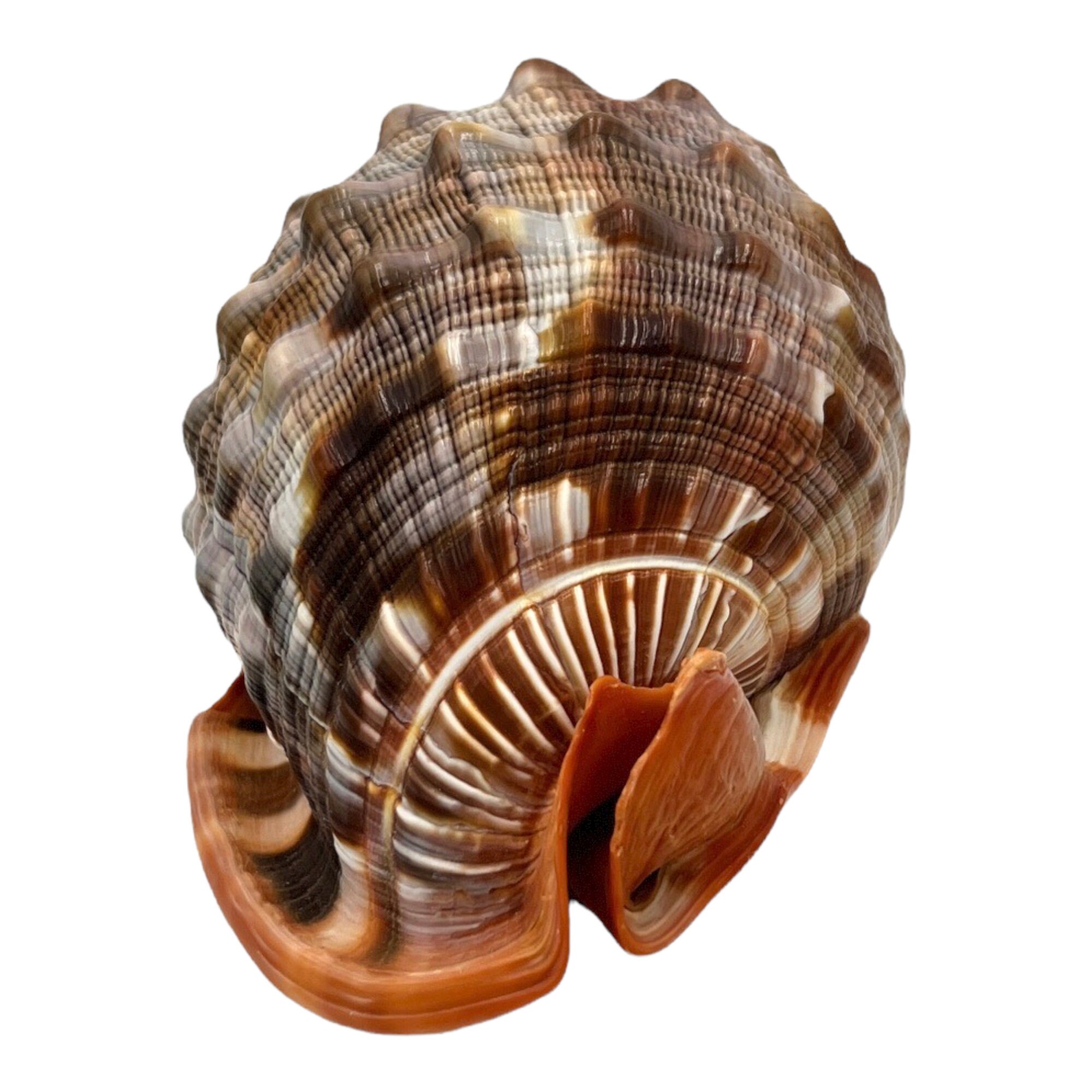 Bullmouth Helmet Shell 5.5 Cypraecassis Rufa, Red Helmet Shell, Cameo ...