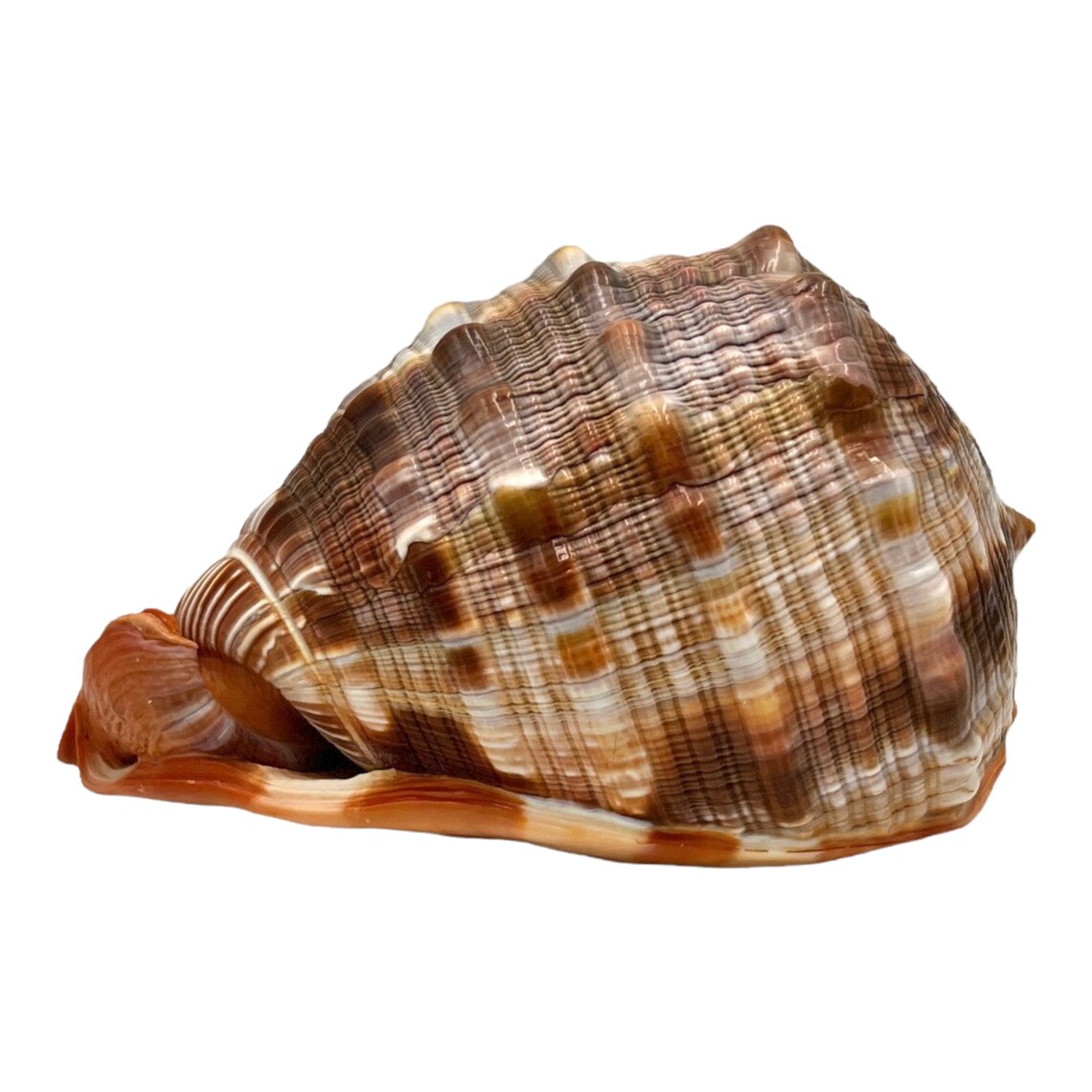 Bullmouth Helmet Shell 5.5 Cypraecassis Rufa, Red Helmet Shell, Cameo ...