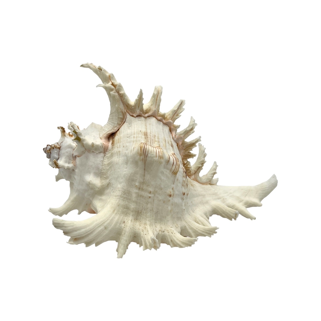 Ramose Murex Conch Shell (9") Natural Chicoreus Ramosus, Beach Wedding ...