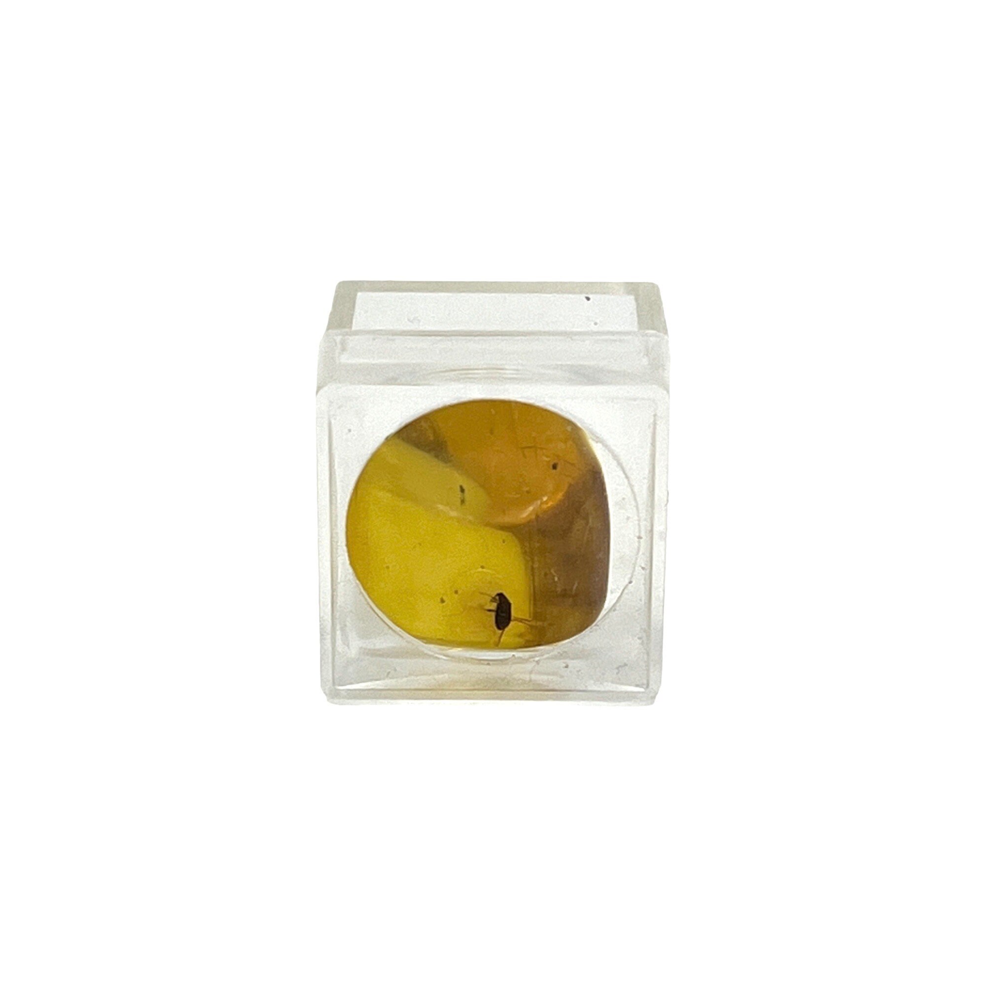 Authentic Mexican Chiapas Amber With Insect Inclusion - Etsy