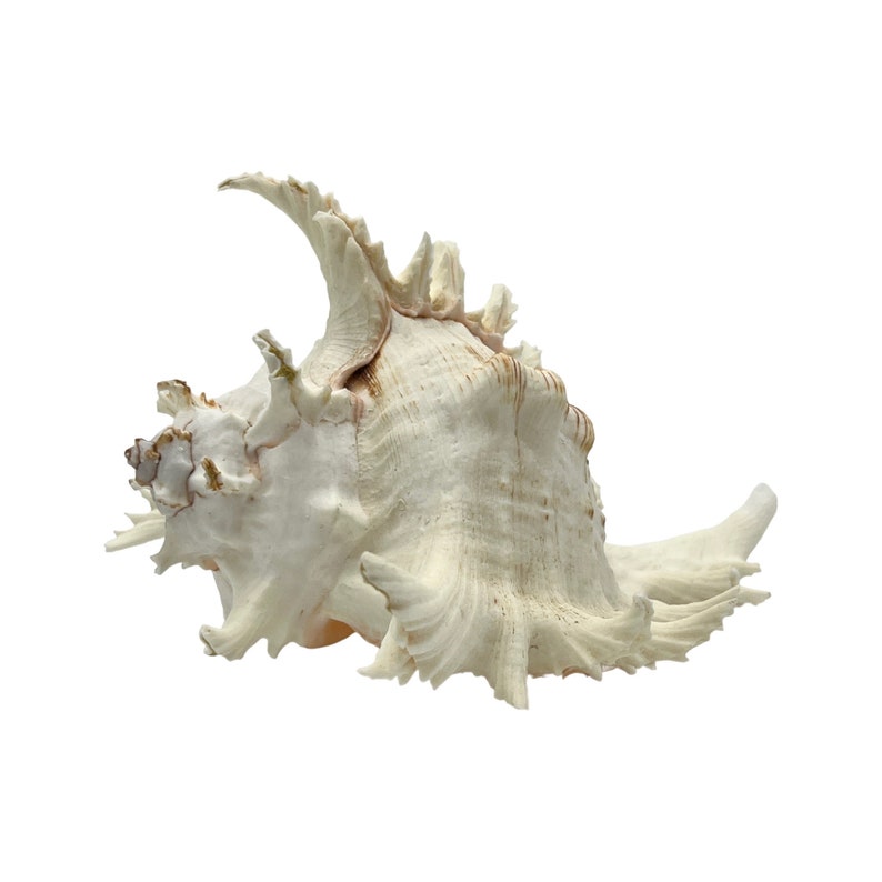 Ramose Murex Conch Shell 9 Natural Chicoreus Ramosus, Beach Wedding ...