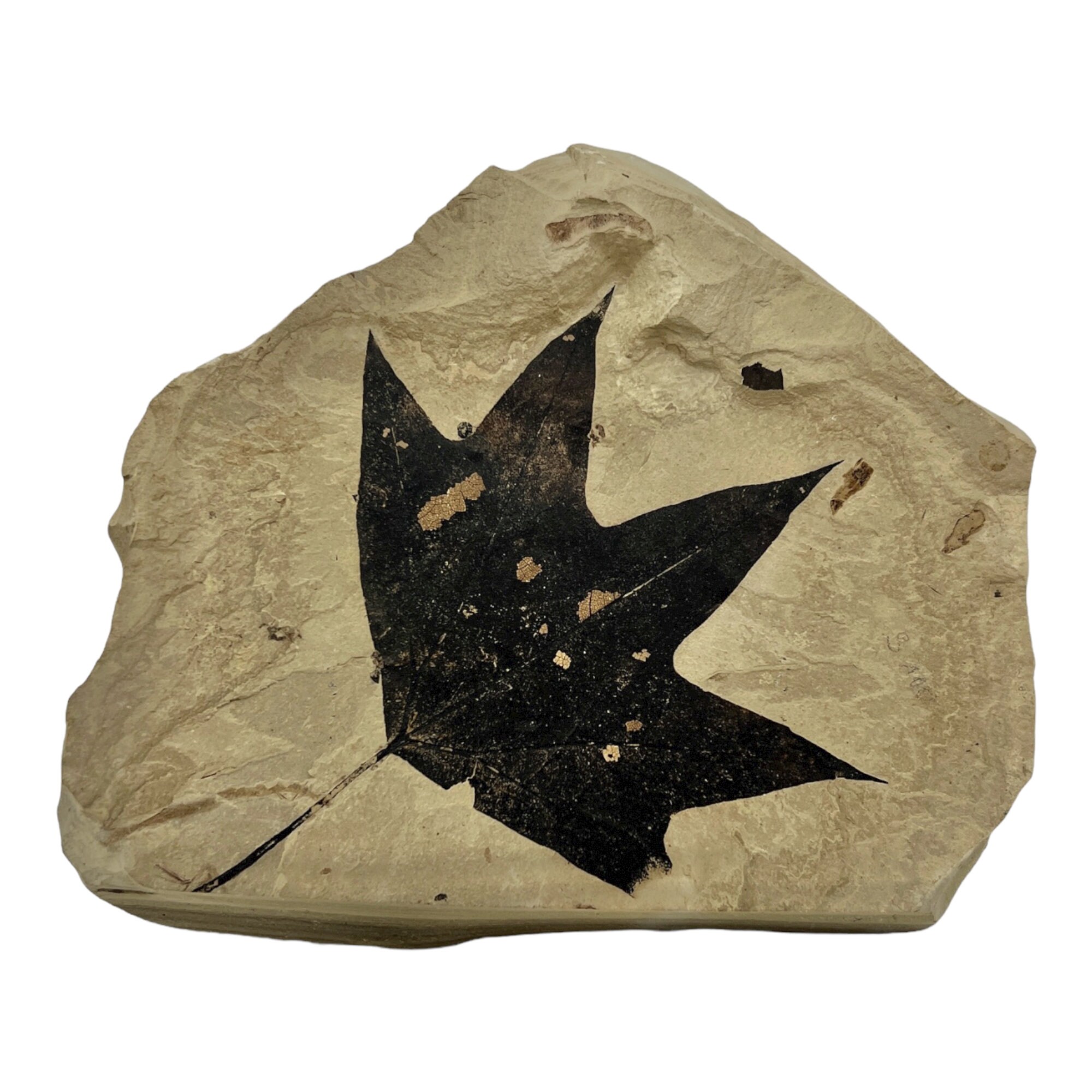 Fossil Maple Acer Leaf 6 X 5.5 on 7.5 X 6 Matrix - Etsy