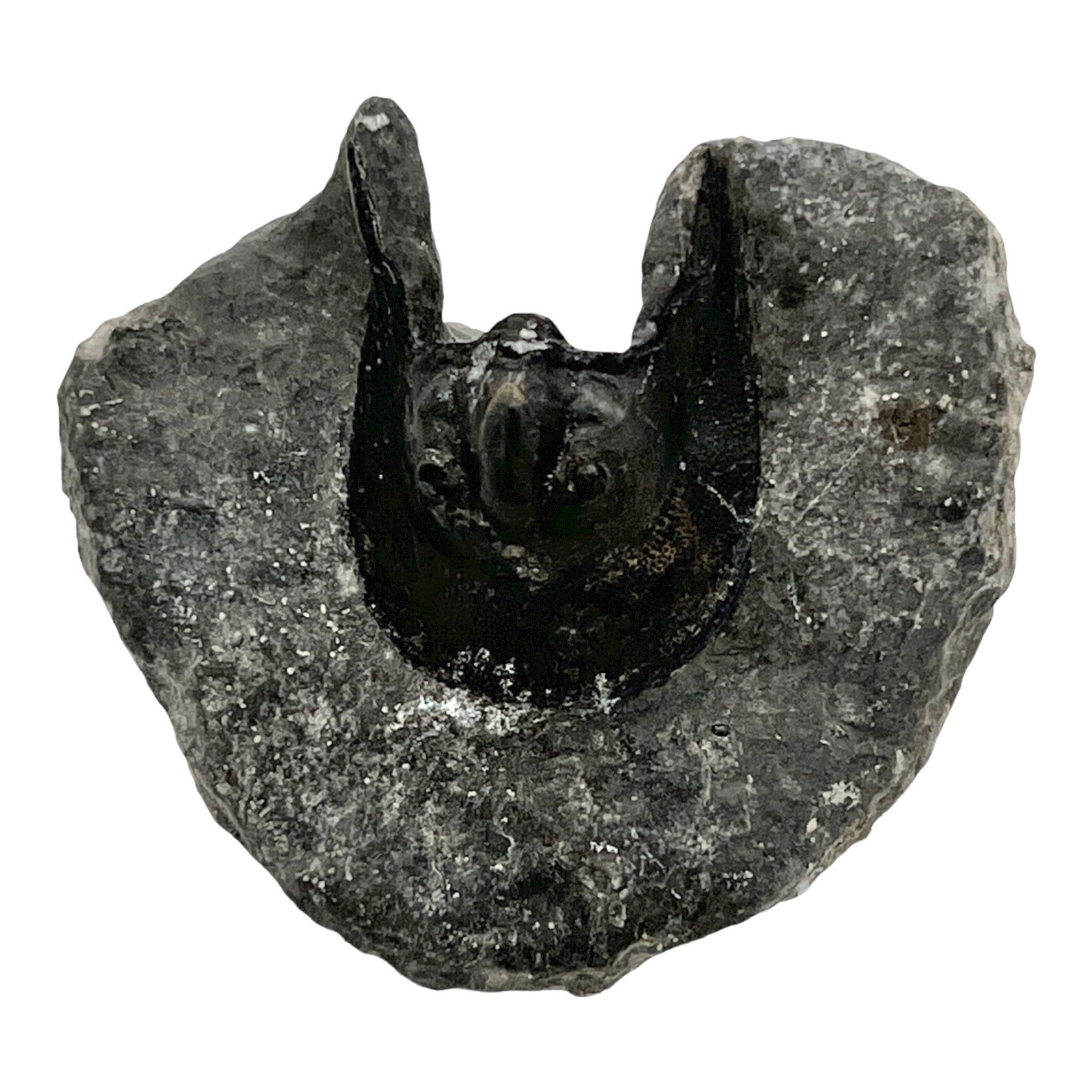 Rare Trilobite Harpes Fossil From Morocco (harpetida) - Etsy