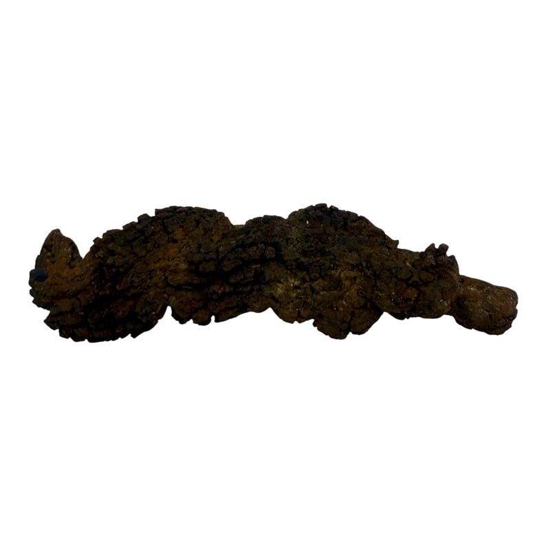Coprolite, XL Fossilized Poop, Dung Stone, Prehistoric Poop (70 Million ...