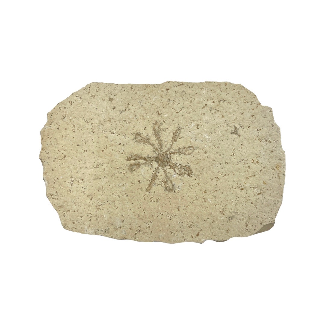 Floating Crinoid Saccocoma Fossil Plate 5 X 3.5 - Etsy