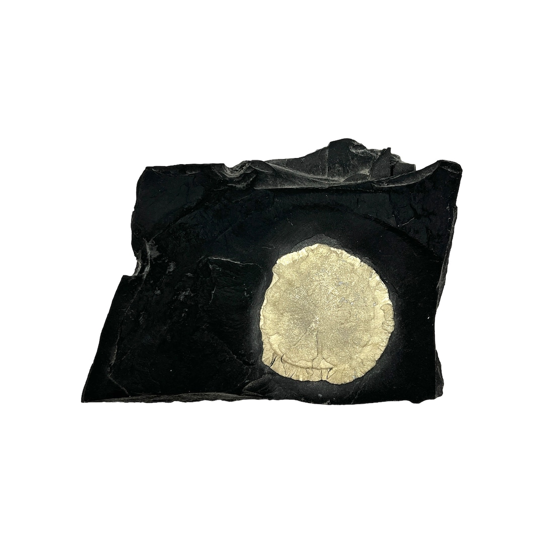 Pyrite Sun on Black Shale Matrix (7.75 X 5") - Etsy