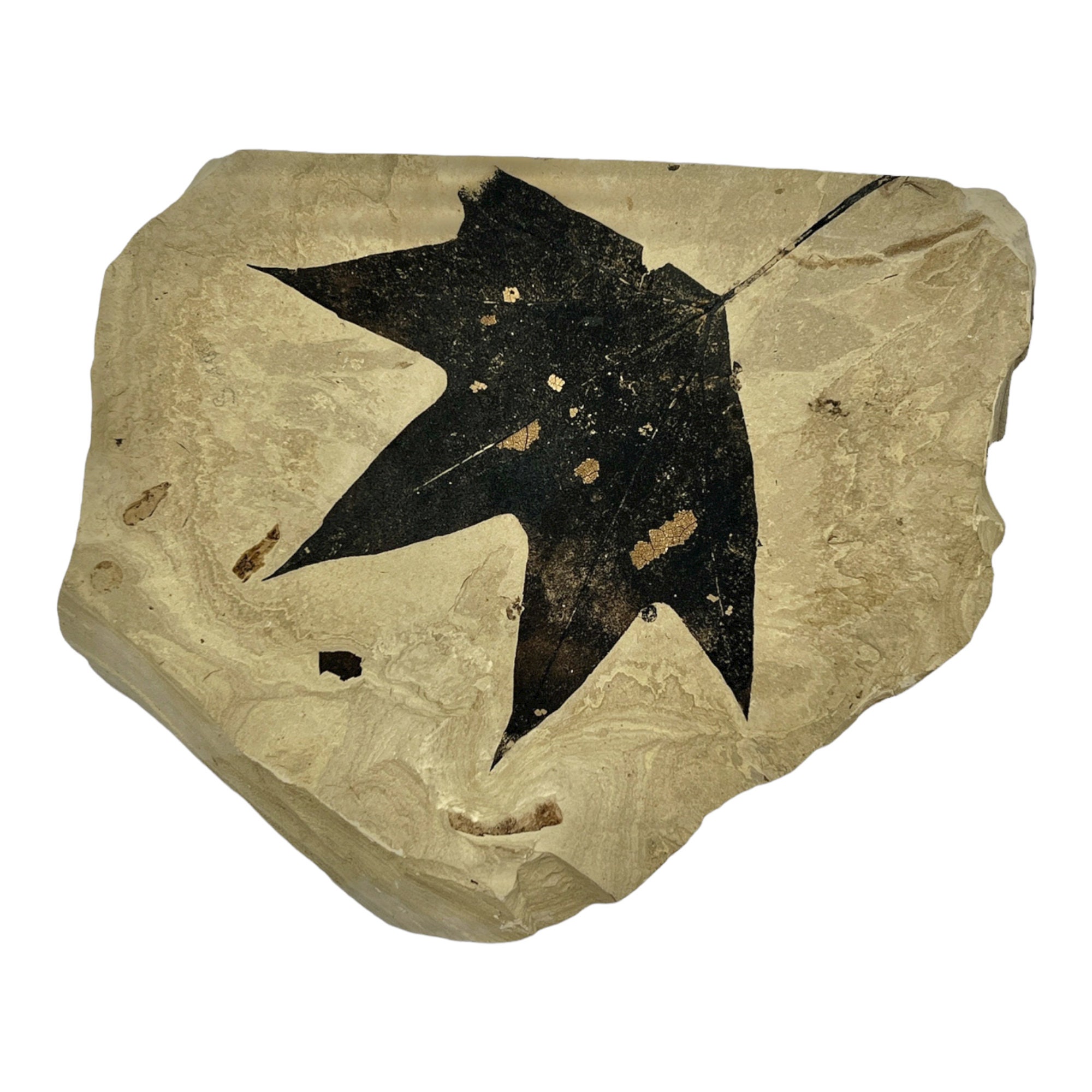 Fossil Maple Acer Leaf 6 X 5.5 on 7.5 X 6 Matrix - Etsy