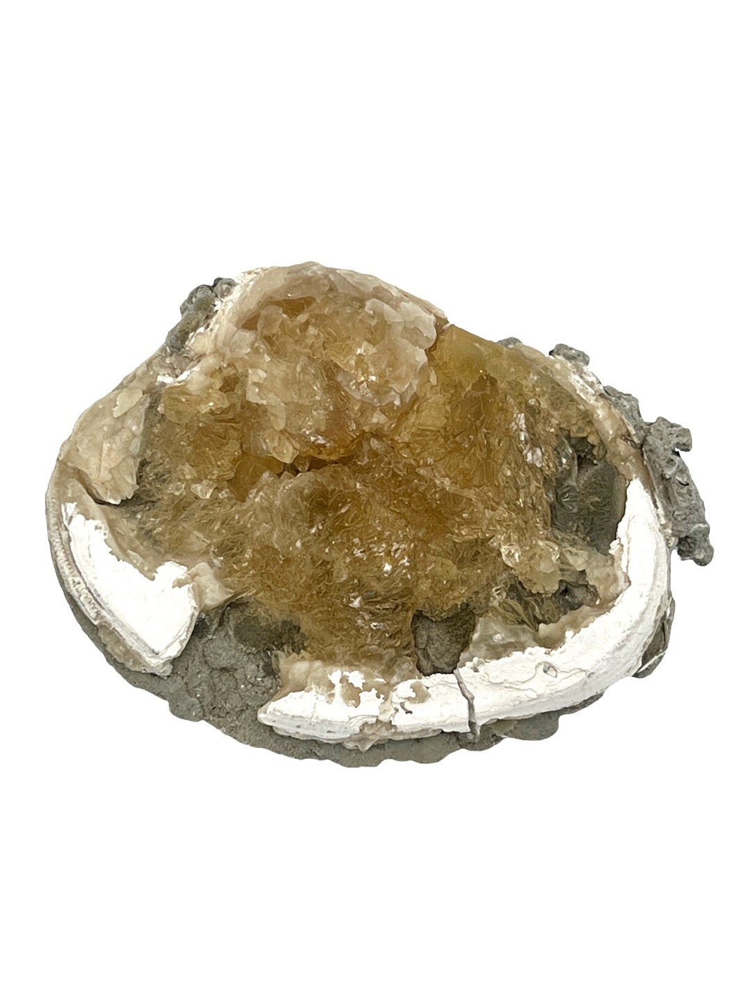 Fossilized Clam With Calcite (4.75") Natural Combination of Fossils and ...