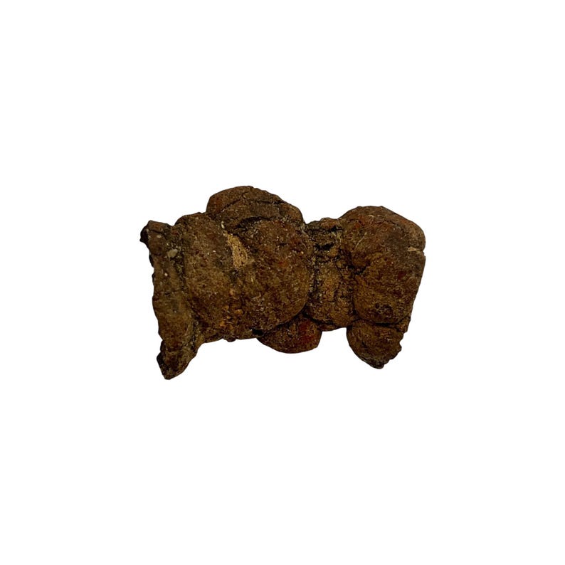 Coprolite, 1-2" Fossilized Poop, Dung Stone, Prehistoric Poop (70 ...