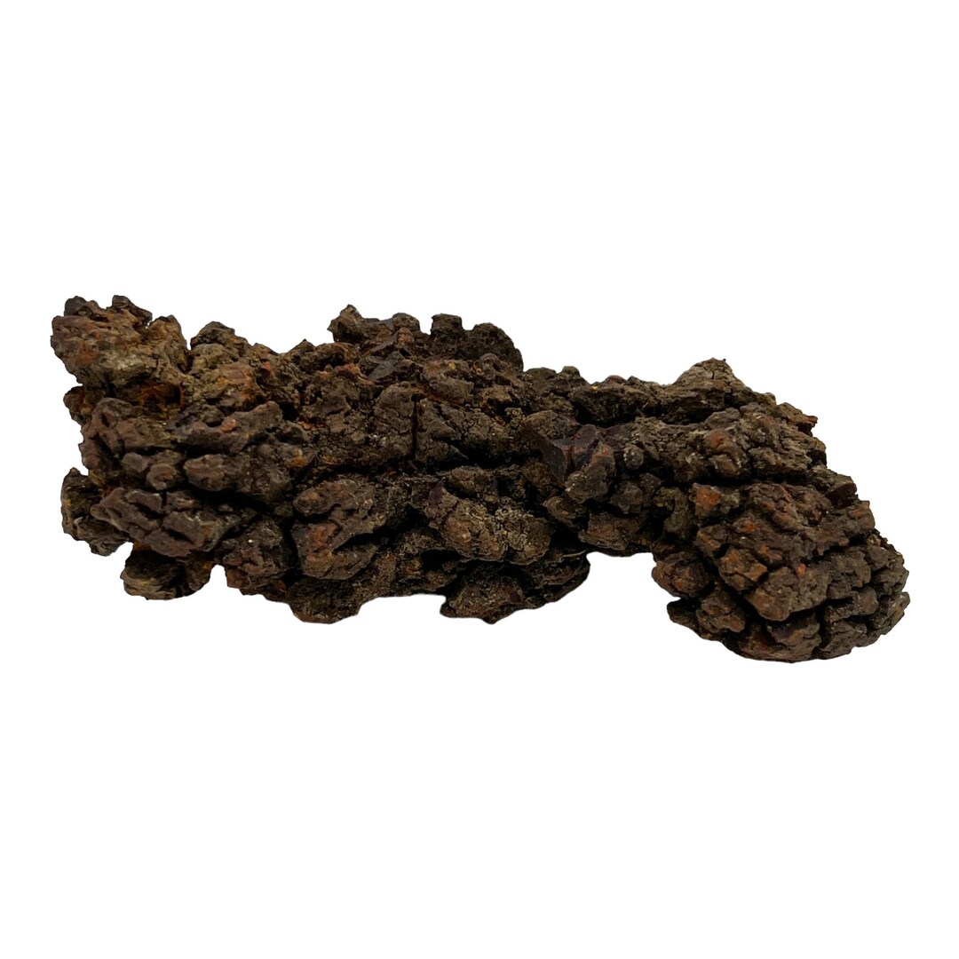 Coprolite, XL Fossilized Poop, Dung Stone, Prehistoric Poop (70 Million ...