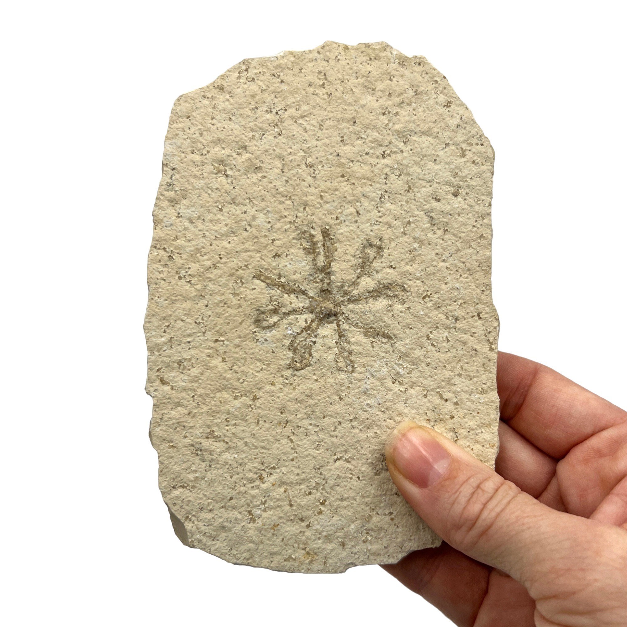 Floating Crinoid Saccocoma Fossil Plate 5 X 3.5 - Etsy