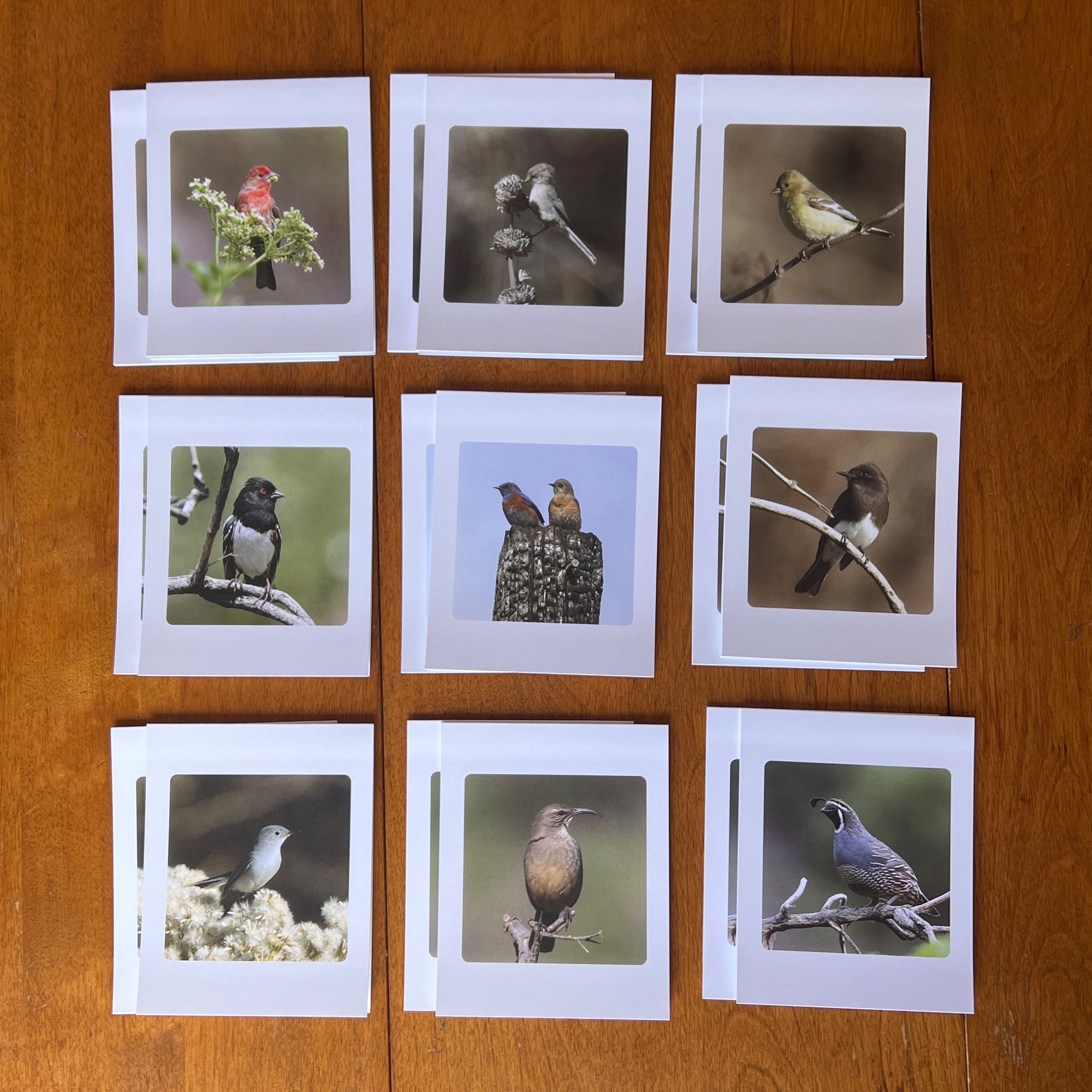 Blank Notecards Birds of Harmon Canyon Preserve Ventura California Bird ...