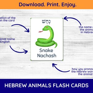 Hebrew Animals Flash Cards Hebrew Flash Cards Learn Animal - Etsy