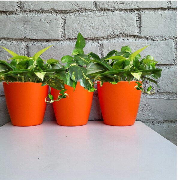 Orange Planter - Etsy