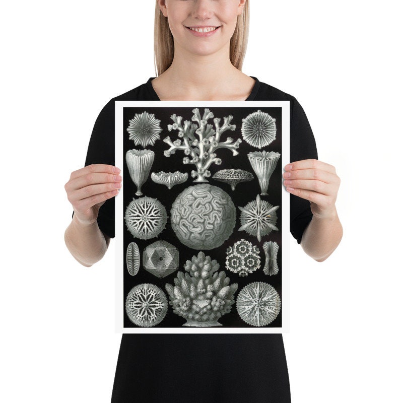 Black and White Coral Poster Print - Etsy