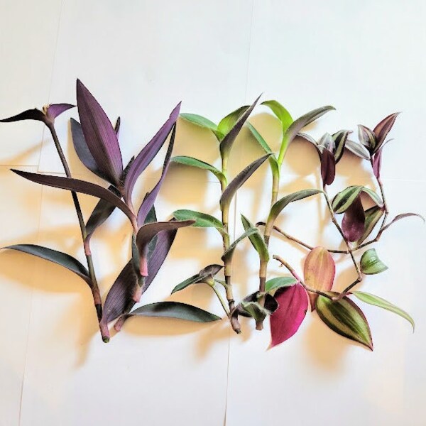 Wandering Jew - Etsy