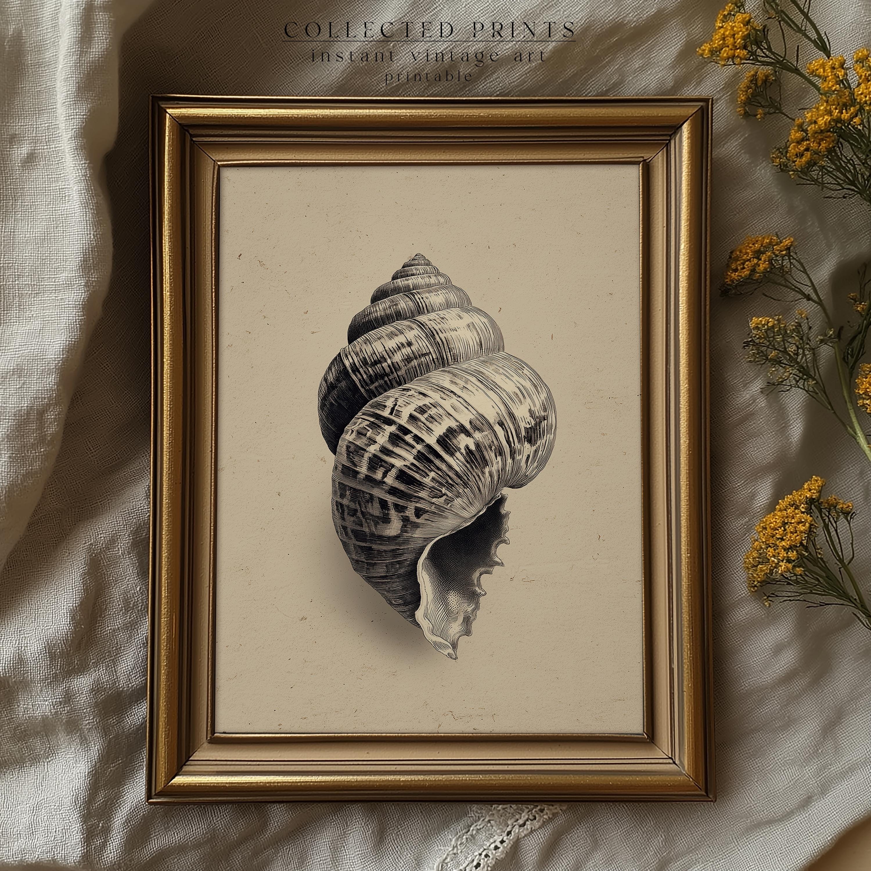 Vintage Seashell Print, Botanical Sketch, Gallery Wall Art, Digital ...