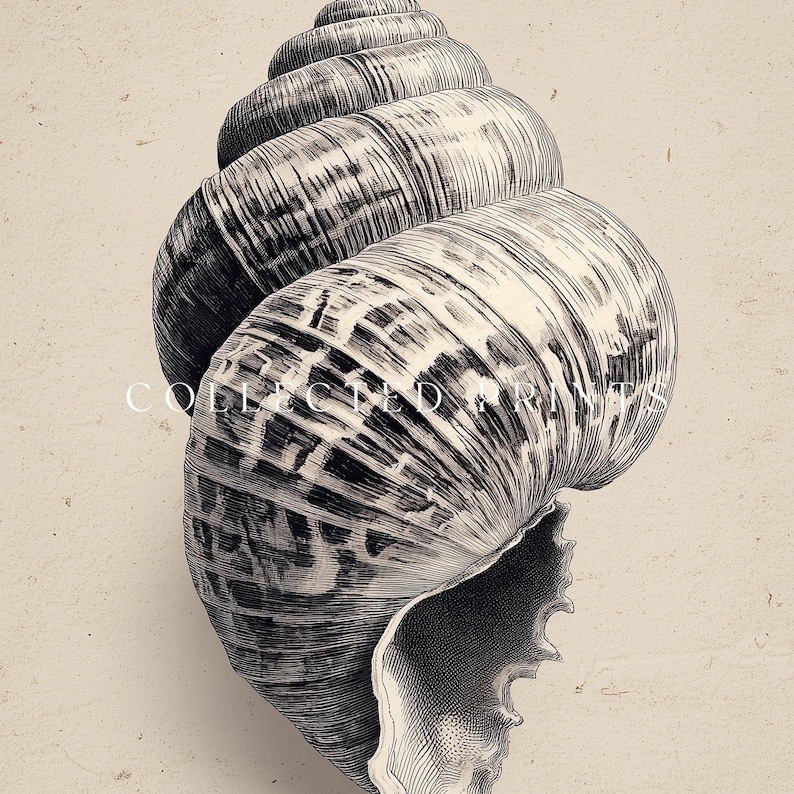Vintage Seashell Print, Botanical Sketch, Gallery Wall Art, Digital ...