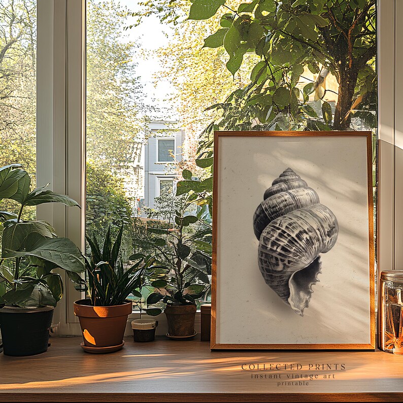 Vintage Seashell Print, Botanical Sketch, Gallery Wall Art, Digital ...