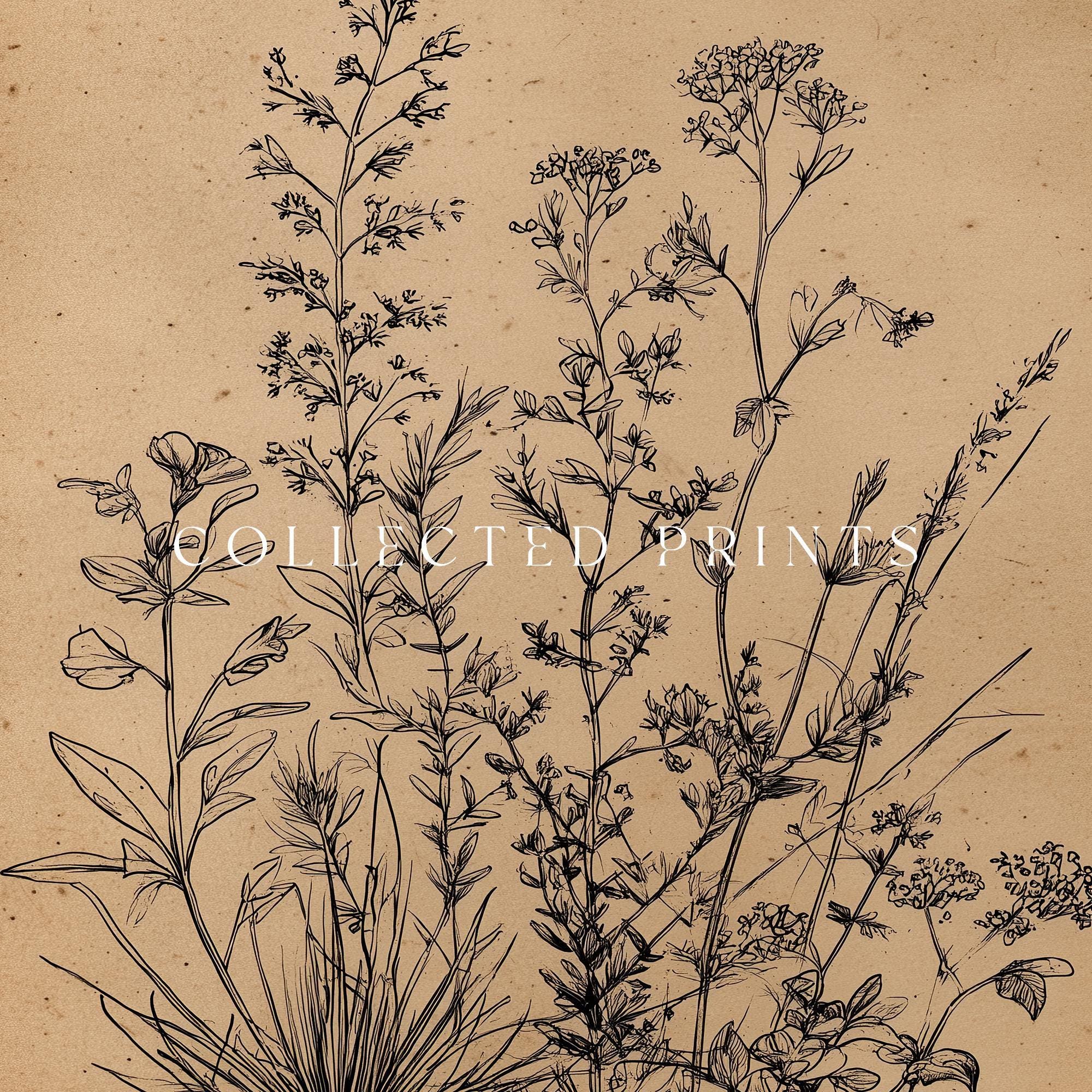 Vintage Wildflower Sketch Print, Botanical Illustration (digital ...