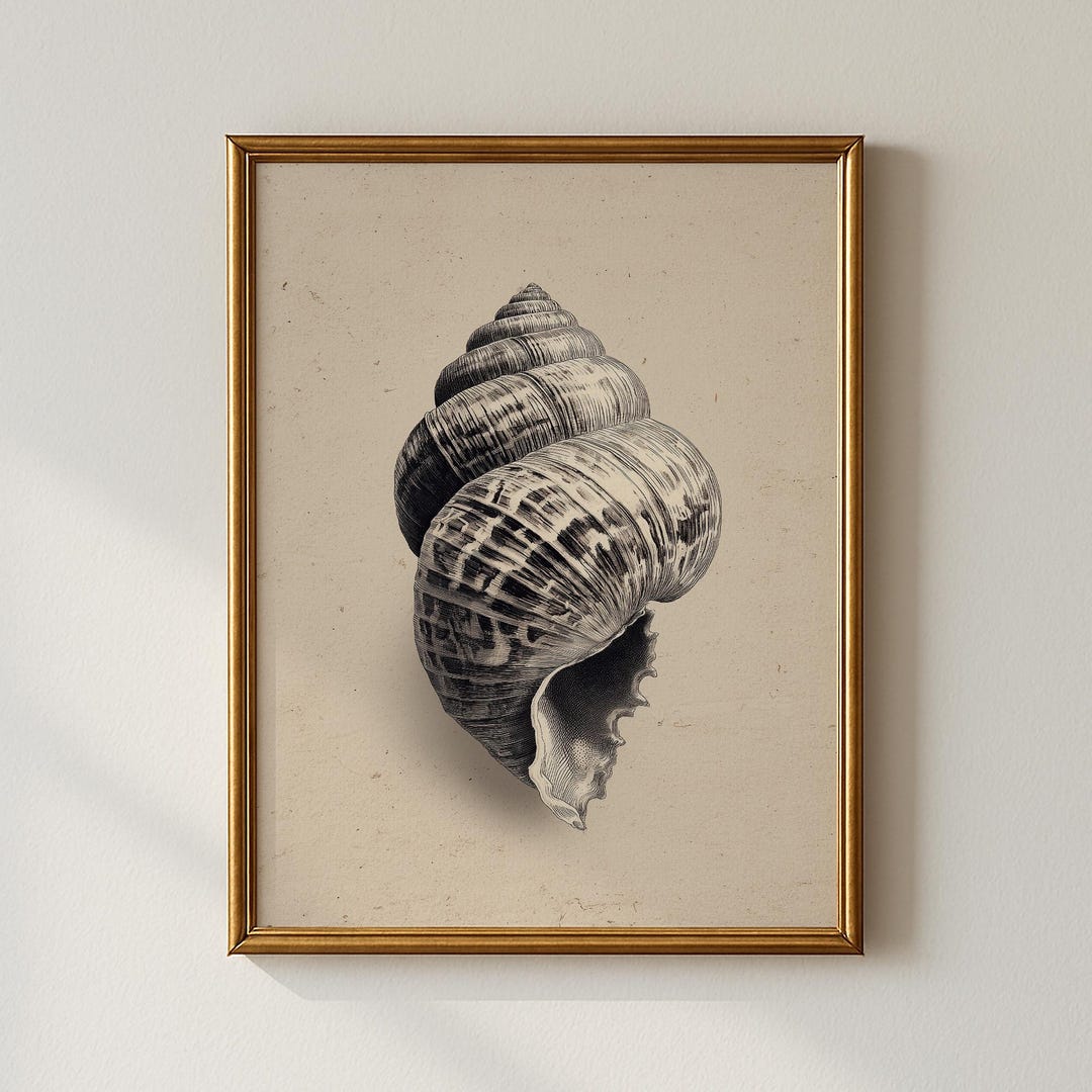 Vintage Seashell Print, Botanical Sketch, Gallery Wall Art, Digital ...