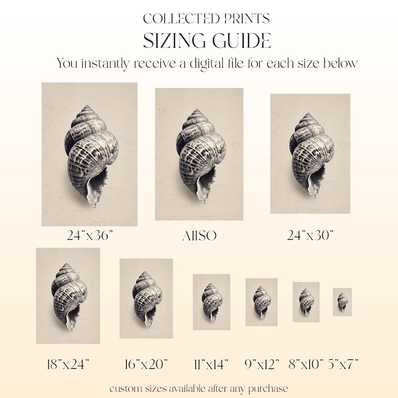 Vintage Seashell Print, Botanical Sketch, Gallery Wall Art, Digital ...