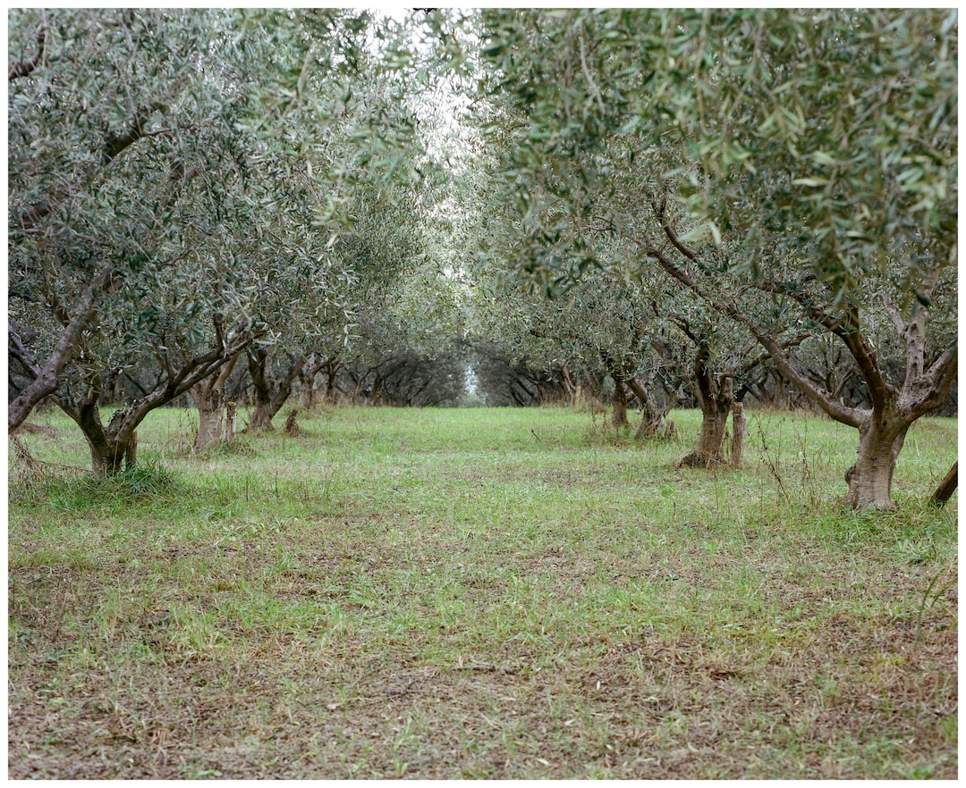 Olive Tree Farm - Etsy