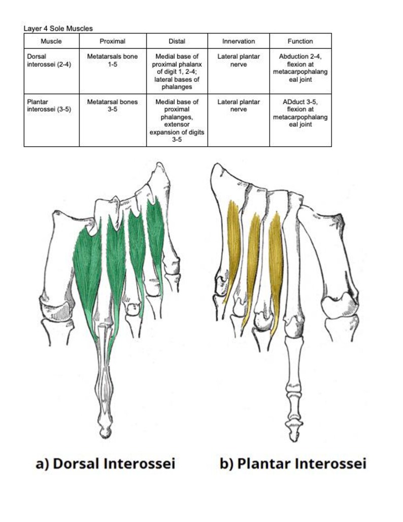 Ultimate MSK Muscle Anatomy Study Guide | Printable Musculoskeletal ...