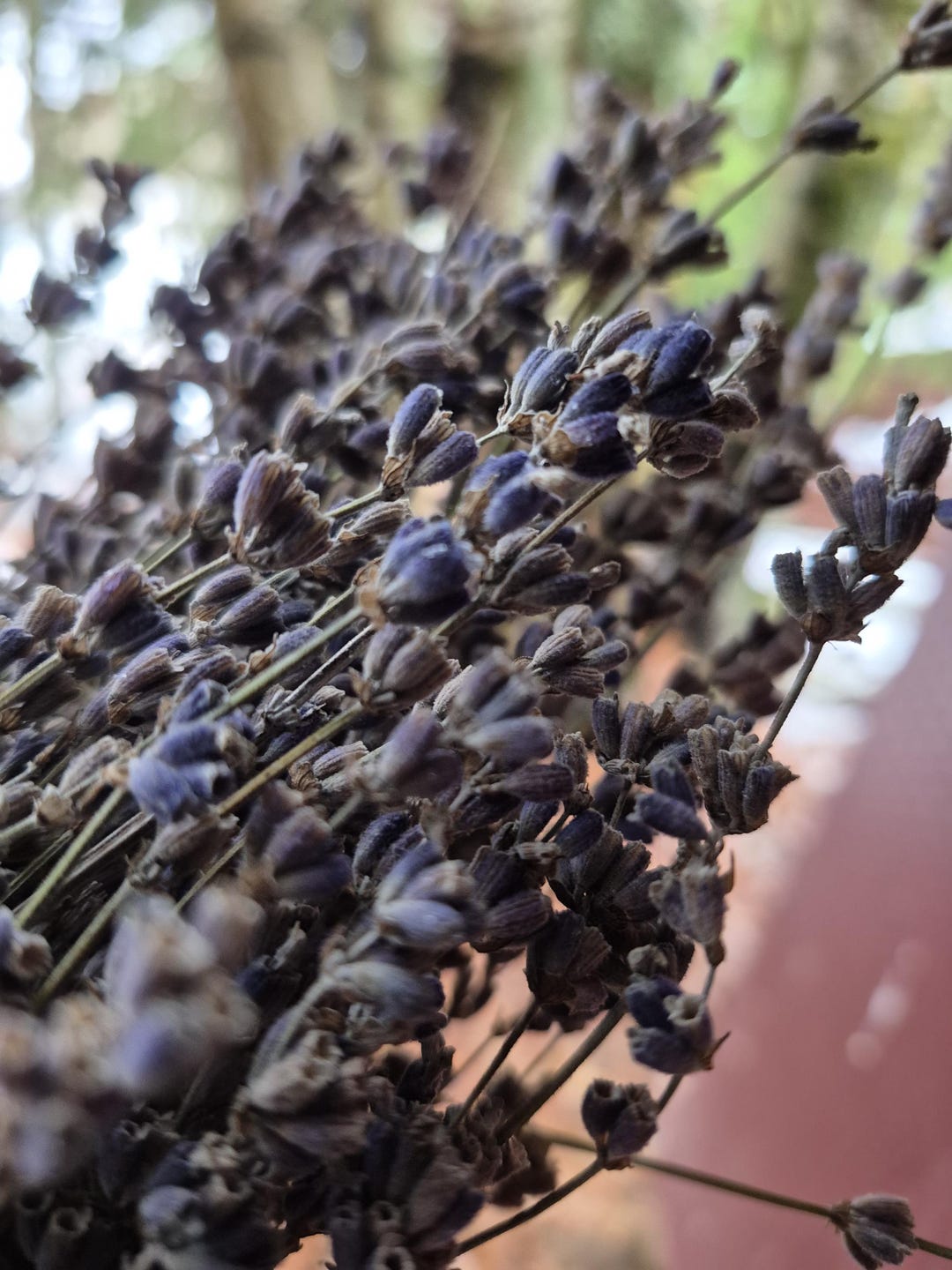 Dried Mixed Variety Lavender Bundles, 2025 Crop | French Lavender ...
