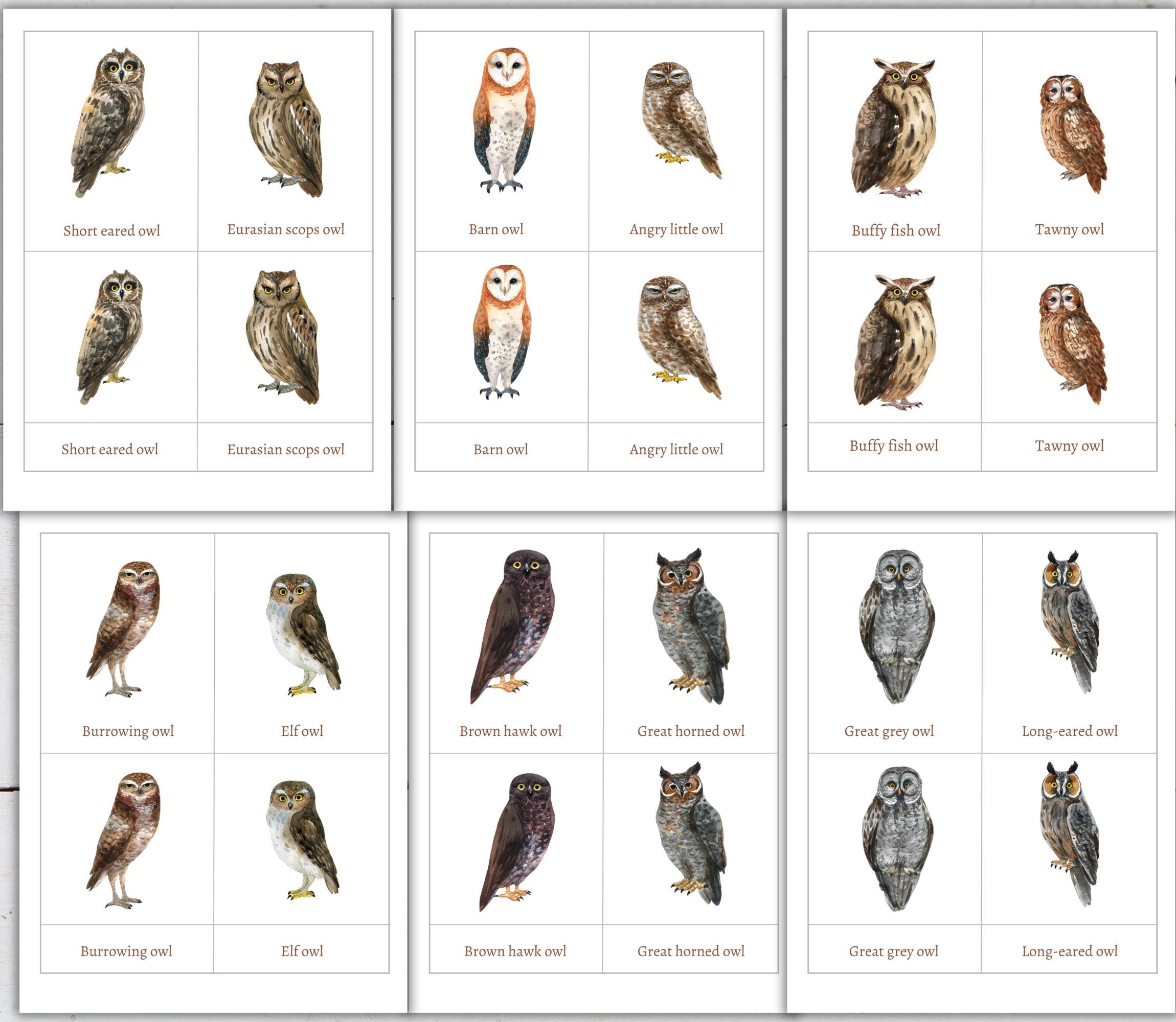 OWLS Unit Study, Life Cycle, Anatomy, Nature Study, Science, Homeschool ...
