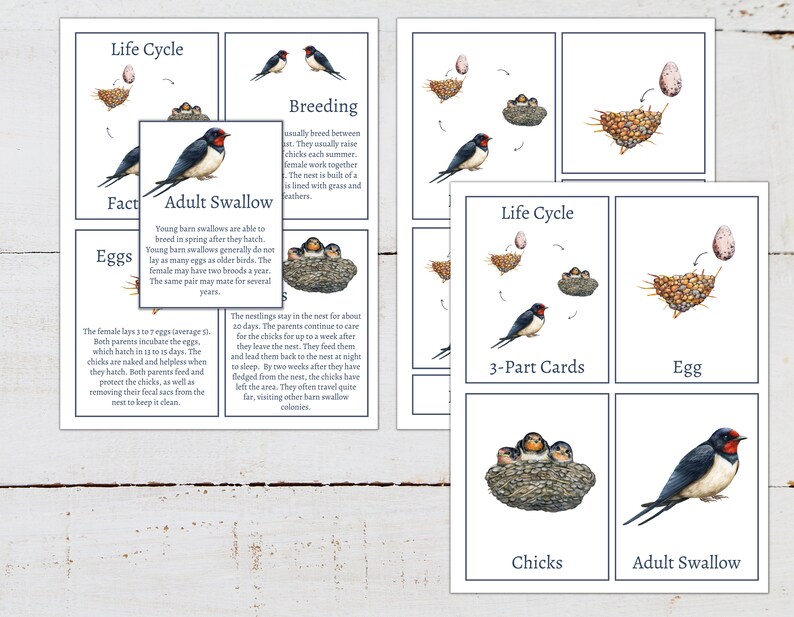 BARN SWALLOW Mini Unit Study, Life Cycle, Anatomy, Nature Study ...