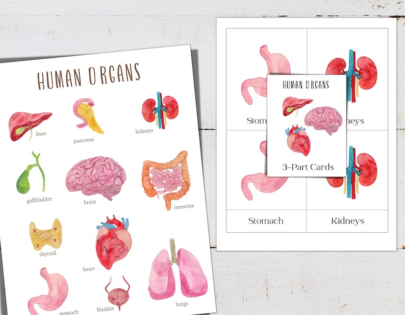 Human Organs Mini-poster + 3-part Cards, Homeschool, Montessori, Flash ...