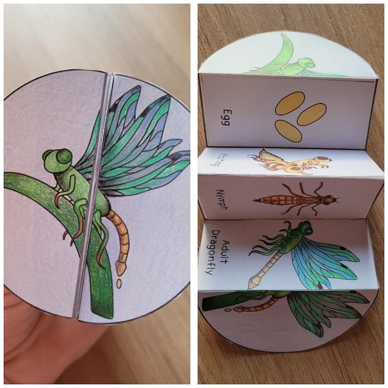 Dragonfly Life Cycle Foldable Template, Kids' Science Craft, A4 and ...