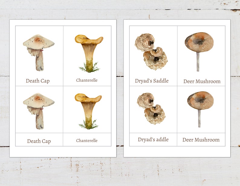 MUSHROOMS Mini Poster + 3-part Cards, 19 Mushrooms, Homeschool ...